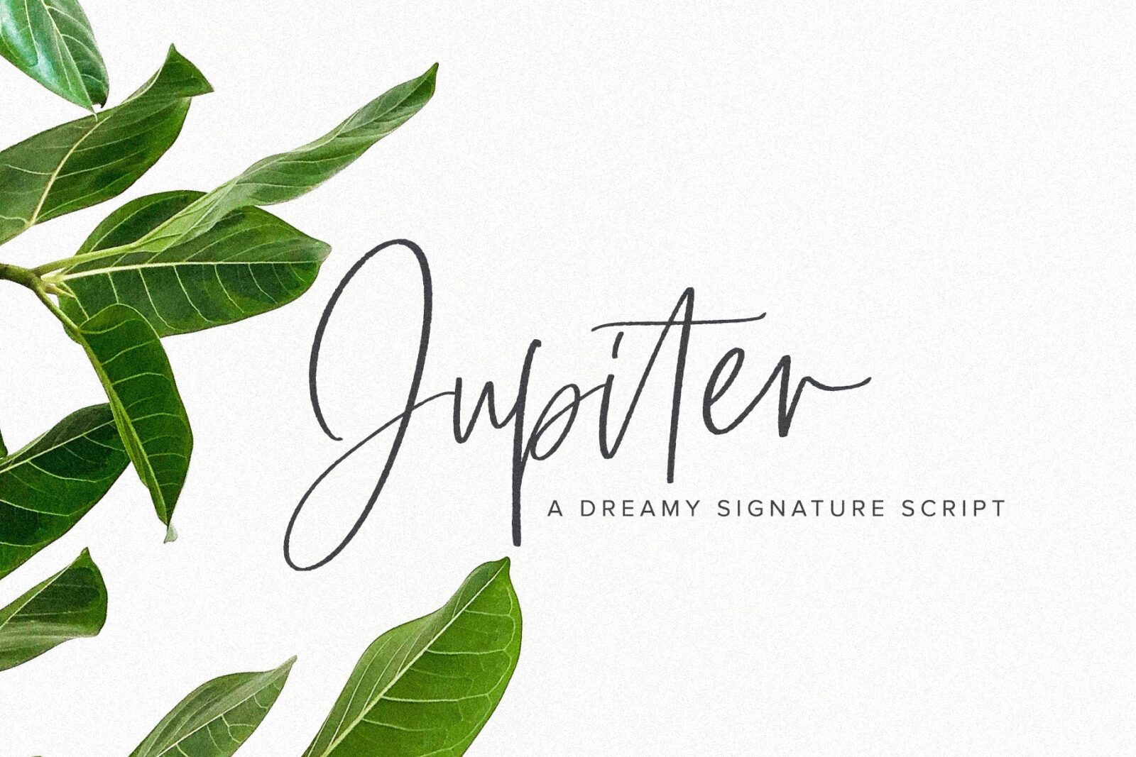 Shop Script Fonts | Jen Wagner Co